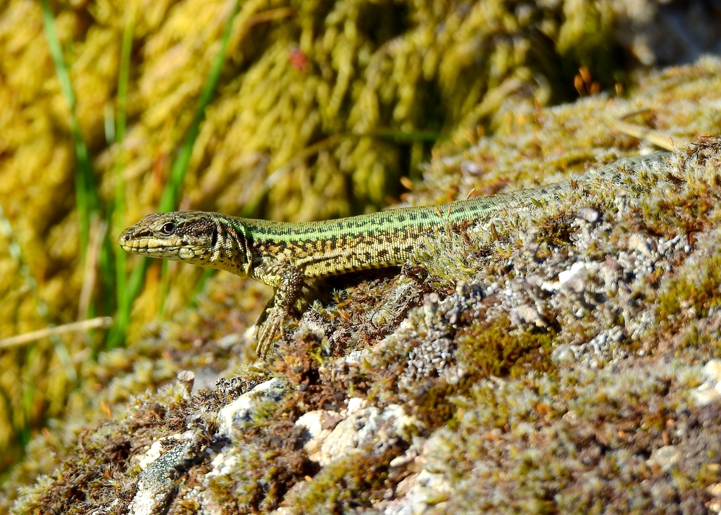 Bocage's Wall Lizard from Portelinha, Castro Laboreiro, Portugal on ...