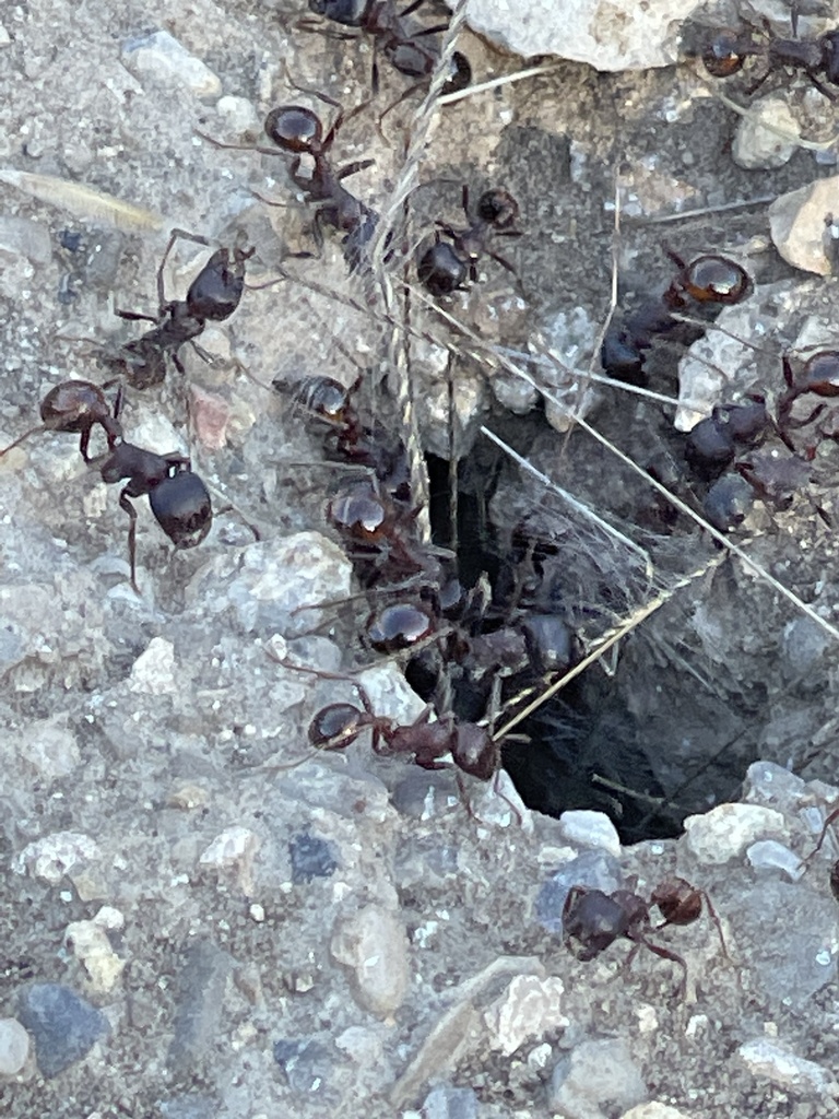 Rough Harvester Ant from Red Rock Canyon National Conservation Area ...