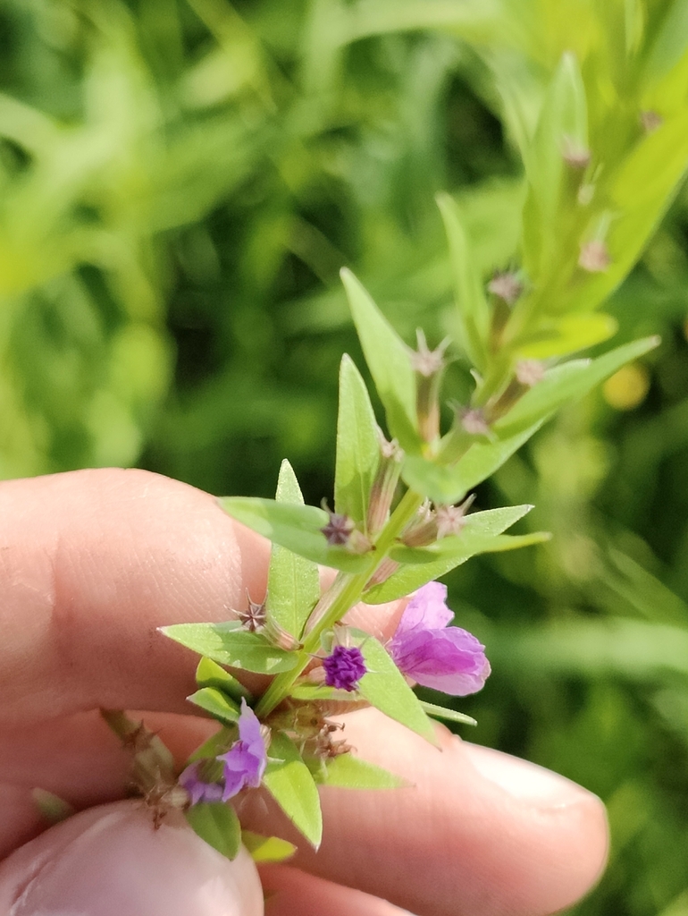 winged lythrum from Cylinder, IA 50528, USA on June 28, 2023 at 09:37 ...