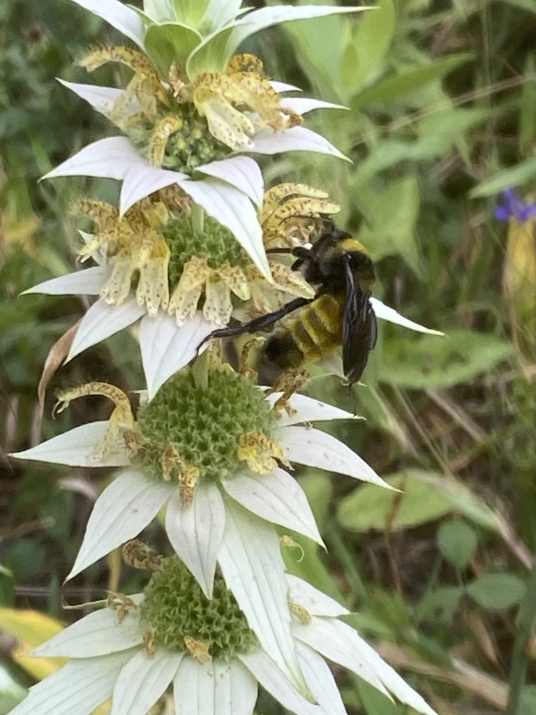 American Bumble Bee from David Fort Rd, Argyle, TX, US on June 28, 2023 ...