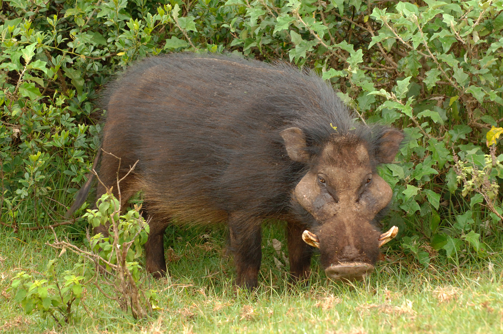 Suids (Suidae) - Know Your Mammals
