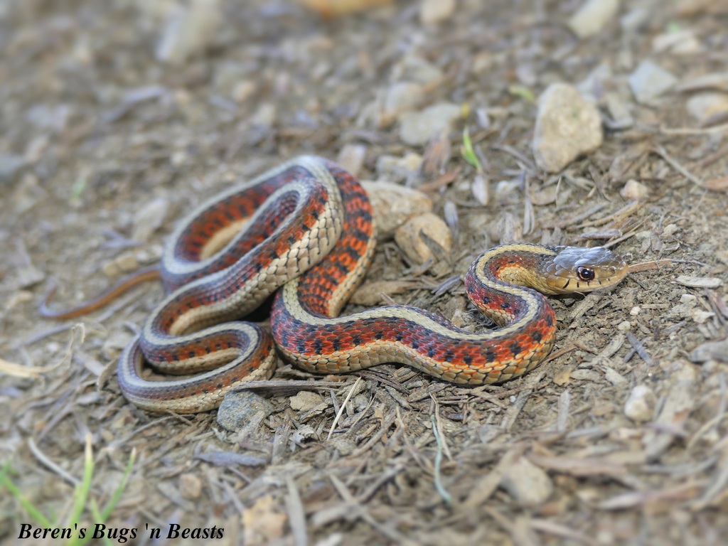 Red-sided Garter Snake in June 2023 by Beren Erkan (herper/photographer ...