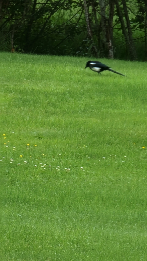 Black-billed Magpie from Missoula County, US-MT, US on June 28, 2023 at ...