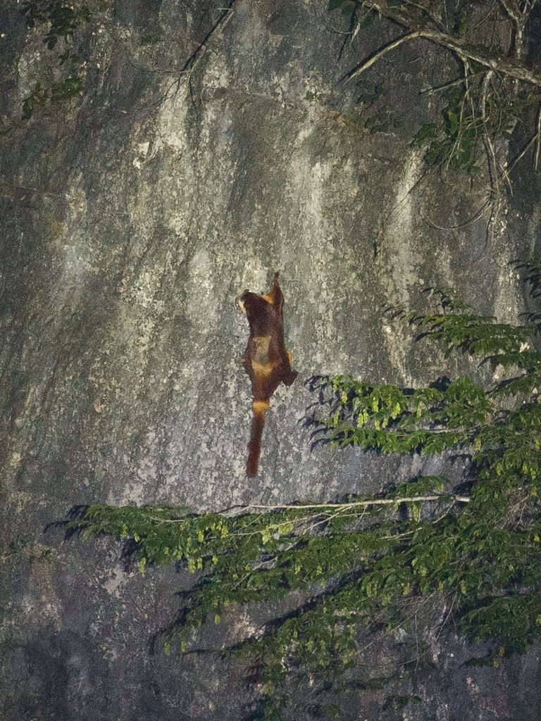 Mainland Red-and-white Giant Flying Squirrel from Zunyi, CN-GZ, CN on ...