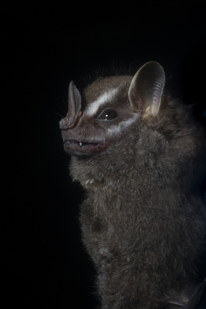 Salvin's big-eyed bat from Canton Del San Pablo, Chocó, Colombia on ...