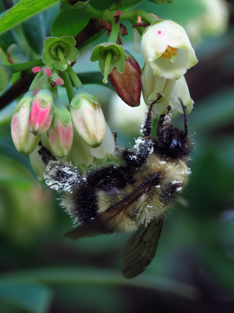 Sanderson's Bumble Bee from Grandfather Mountain on June 9, 2023 by ...