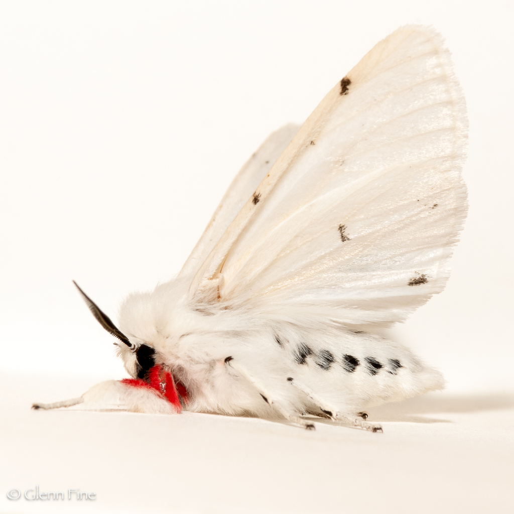 Vestal Tiger Moth from Siskiyou County, CA, USA on June 28, 2023 by ...