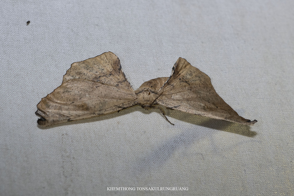 Acrodontis insularis from Udom Sap, Wang Nam Khiao District, Nakhon ...