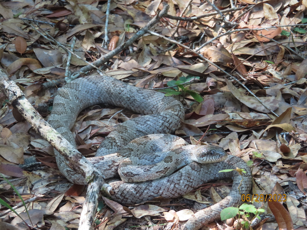 Gray Ratsnake from Okaloosa County, FL, USA on June 28, 2023 at 09:50 ...