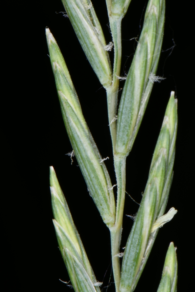 thickspike wheatgrass from ZION NATIONAL PARK, UT 84767, USA on June 28 ...
