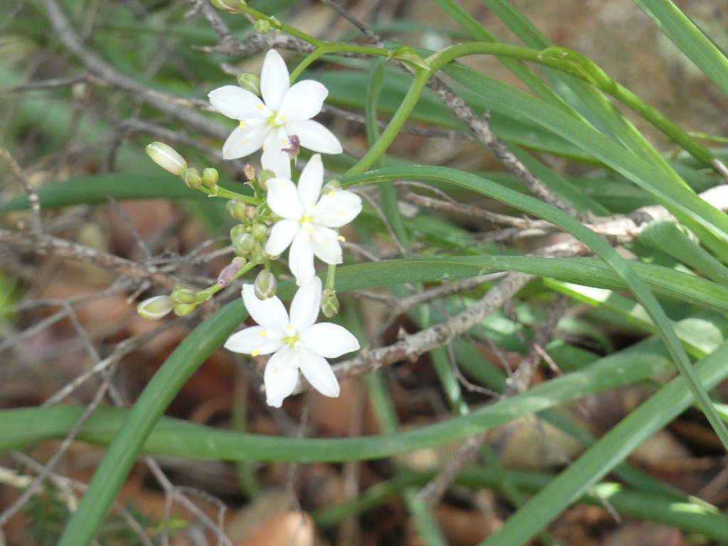 Kerry Lily from Le Pradet, France on May 5, 2023 at 03:09 PM by ...