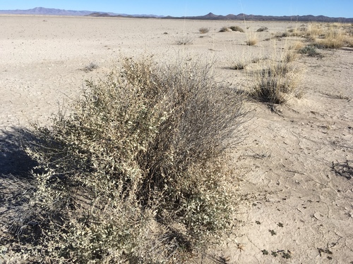 Griffiths' Saltbush (Atriplex griffithsii) · iNaturalist