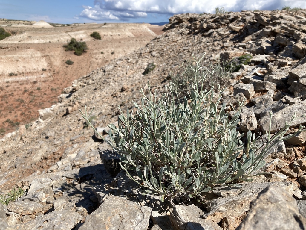 Eriogonum brevicaule canum from Bridger, MT, US on June 28, 2023 at 10: ...