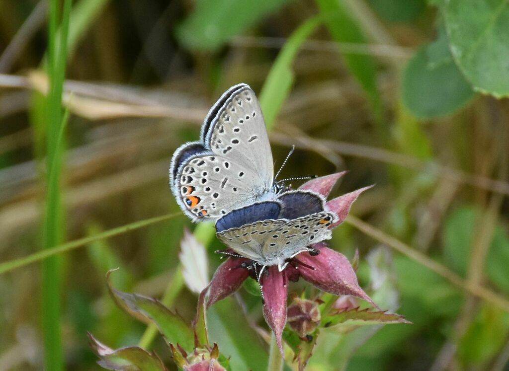 Cranberry Blue from Шатурский р-н, Московская обл., Россия on June 28 ...