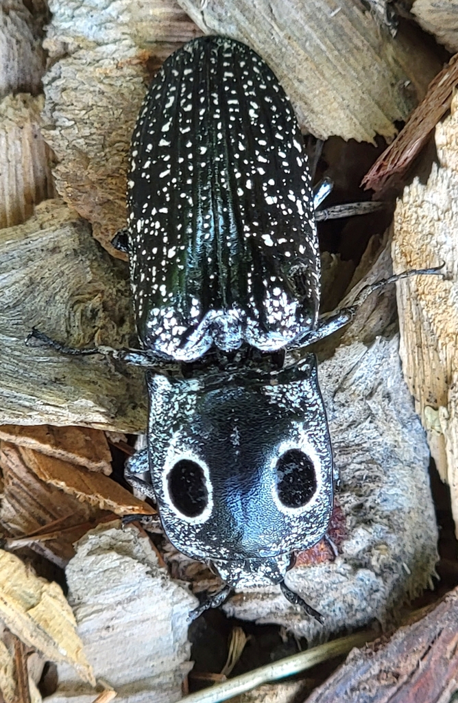 Eyed Click Beetles in June 2023 by Chuck Cooper. Seen in the shade ...