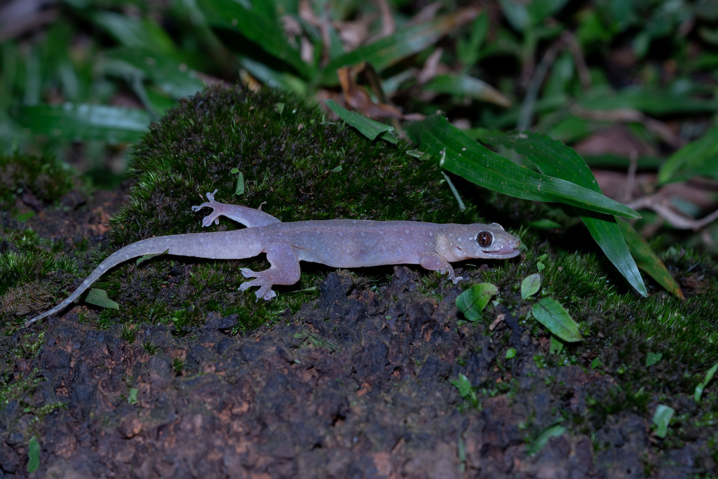 Common Four-clawed Gecko in June 2023 by Songkran Thongon · iNaturalist