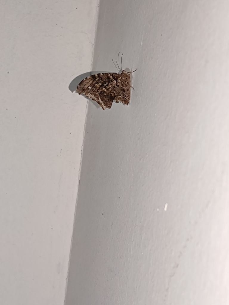 Common Evening Brown from Jyoti Nagar, Halol, Gujarat 389350, India on ...