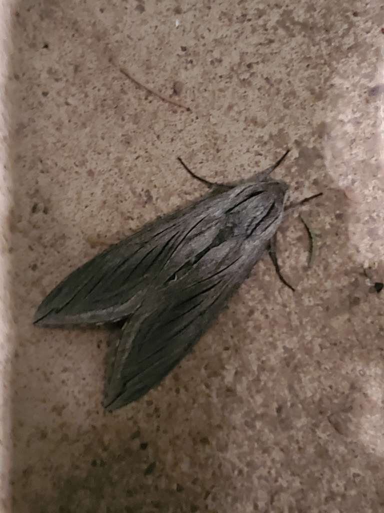 Great Ash Sphinx from Bisbee, AZ 85603, USA on June 19, 2023 at 08:50 ...