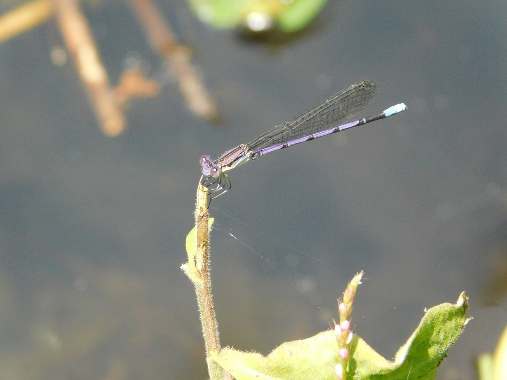 Violet Dancer from Erin Ln, Nashville, TN 37221, USA on June 28, 2023 ...