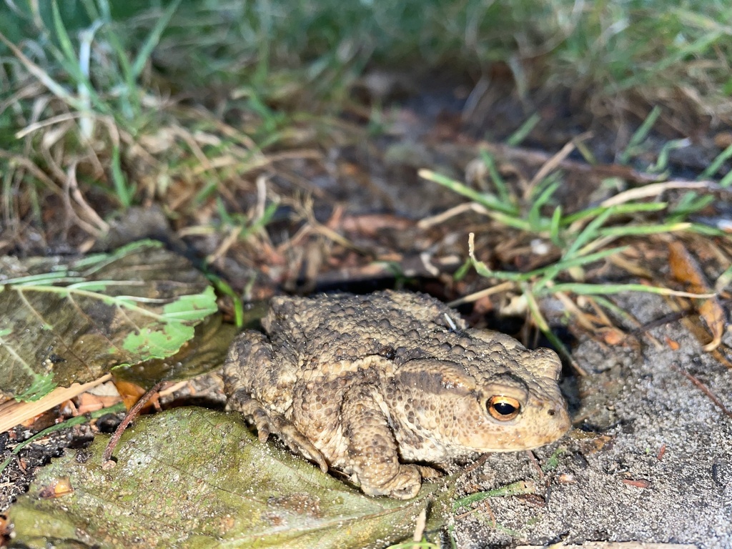 European Toad from Drontermeerdijk, Dronten, Flevoland, NL on June 28 ...