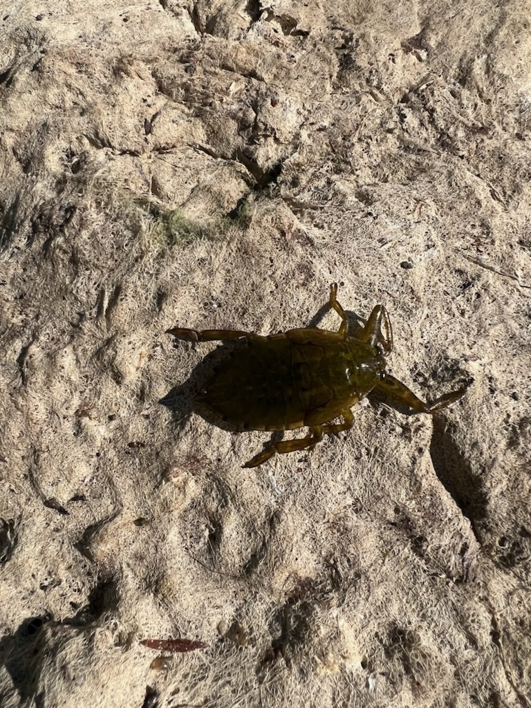 American Giant Water Bug from Highland Springs Rd, Lakeport, CA, US on ...