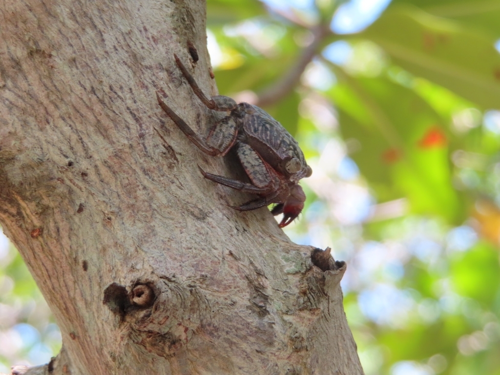 Mangrove Tree Crab from Coral Cove Park on June 28, 2023 at 11:43 AM by ...