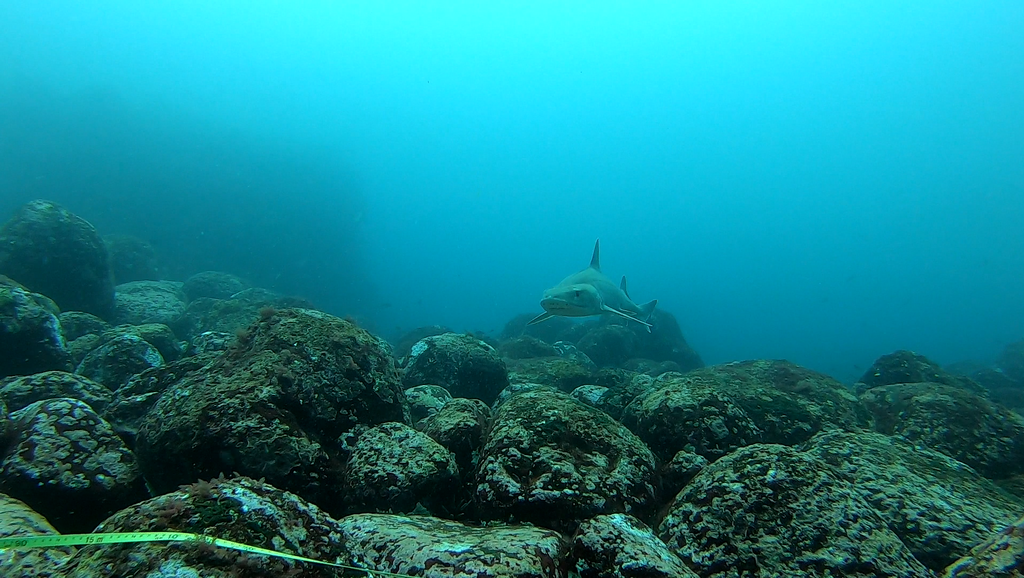 White-margin Fin Smooth-hound from Punta Espinoza, Ecuador on October ...