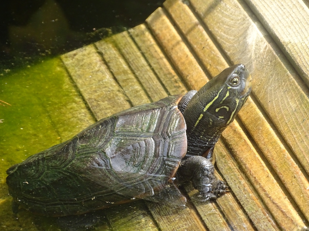 Chinese Pond Turtle in June 2023 by paulaad · iNaturalist