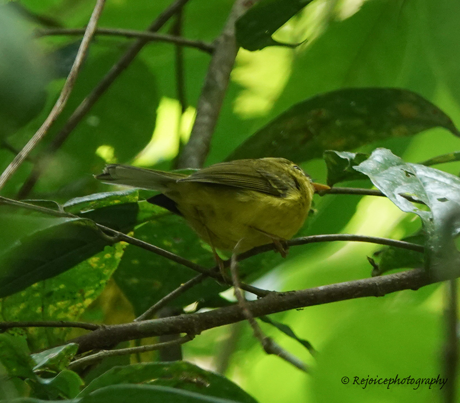 Seicercus burkii (Burton, 1836)