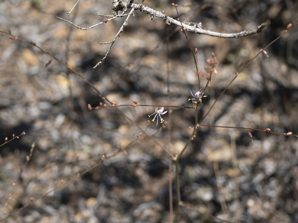 small-flowered soaproot from Rancho Peñasquitos, San Diego, CA, USA on ...
