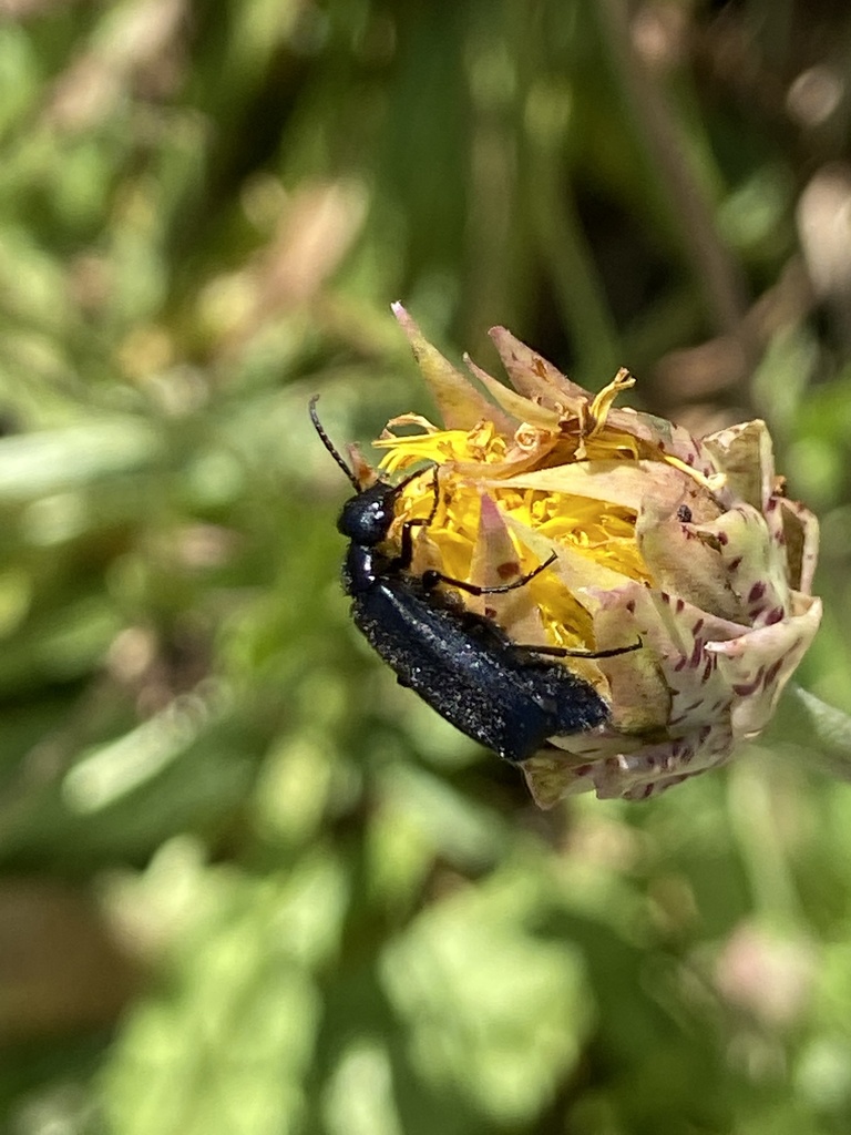 Burning Blister Beetles from Howard Buford County Park, Springfield, OR ...