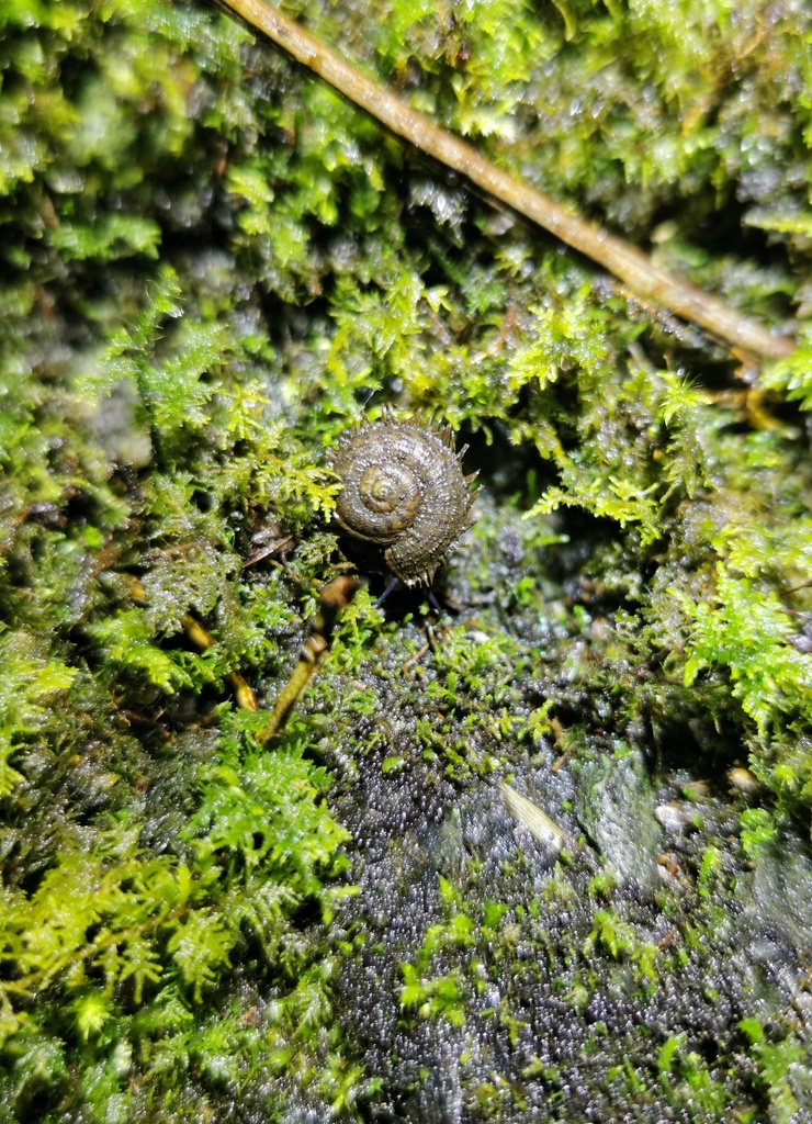 Scabrina tonkiniana from Lüchun County, Honghe Hani and Yi Autonomous ...