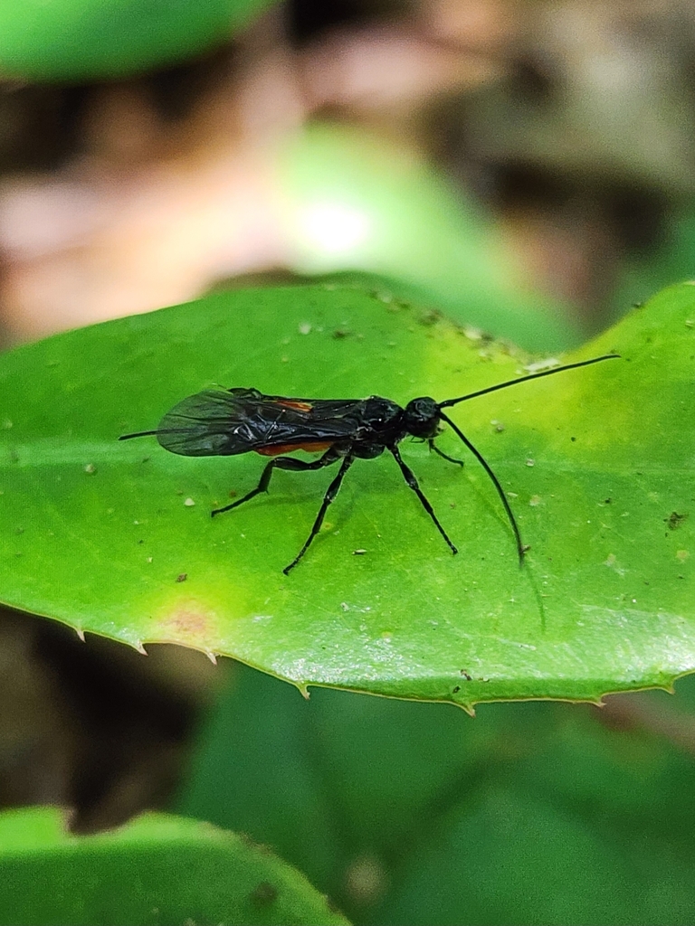 Atanycolus from West Columbia, SC 29169, USA on June 28, 2023 at 11:44 ...