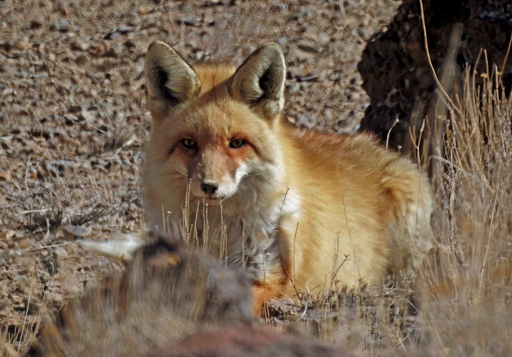 Himalayan Red Fox (Vulpes vulpes montana) - Know Your Mammals