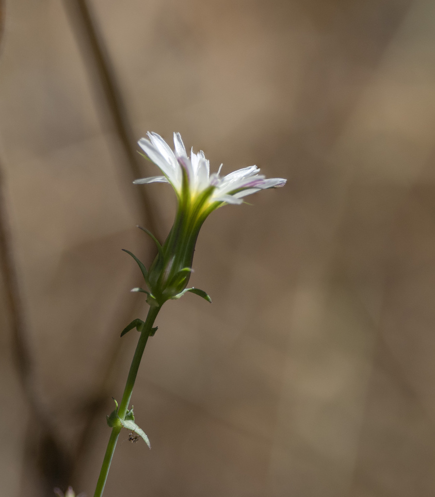 California chicory from Rancho Peñasquitos, San Diego, CA, USA on June ...