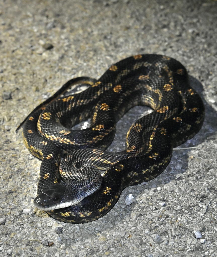 Western Ratsnake from Gilbert Pit Rd, Texas, USA on June 27, 2023 at 10 ...