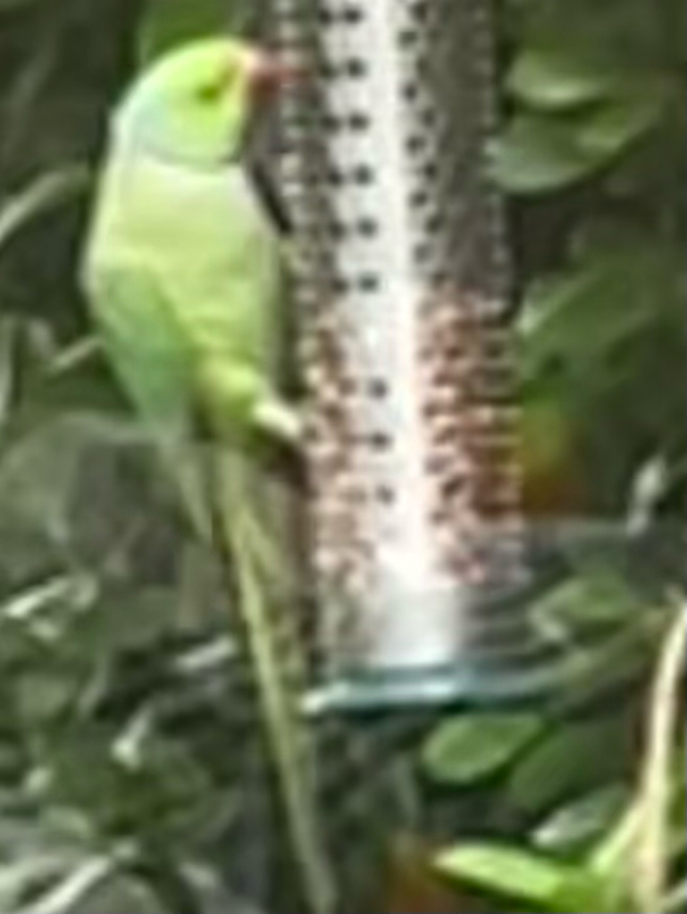 Rose-ringed Parakeet in June 2023 by nick2300 · iNaturalist