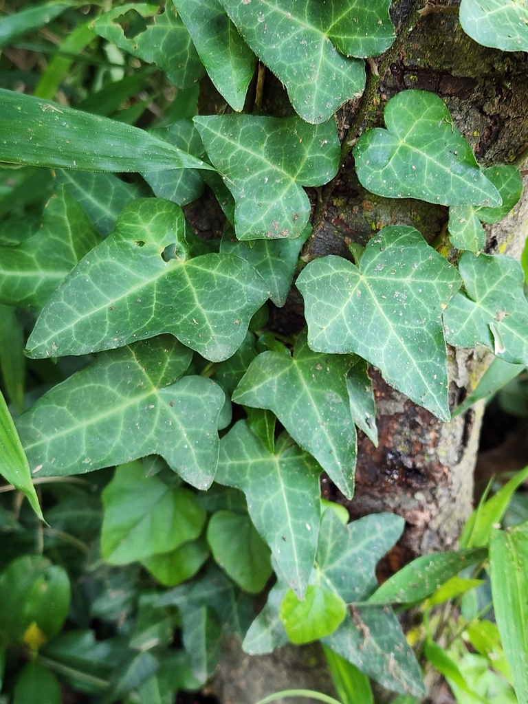 common ivy from West Columbia, SC 29169, USA on June 28, 2023 at 11:48 ...