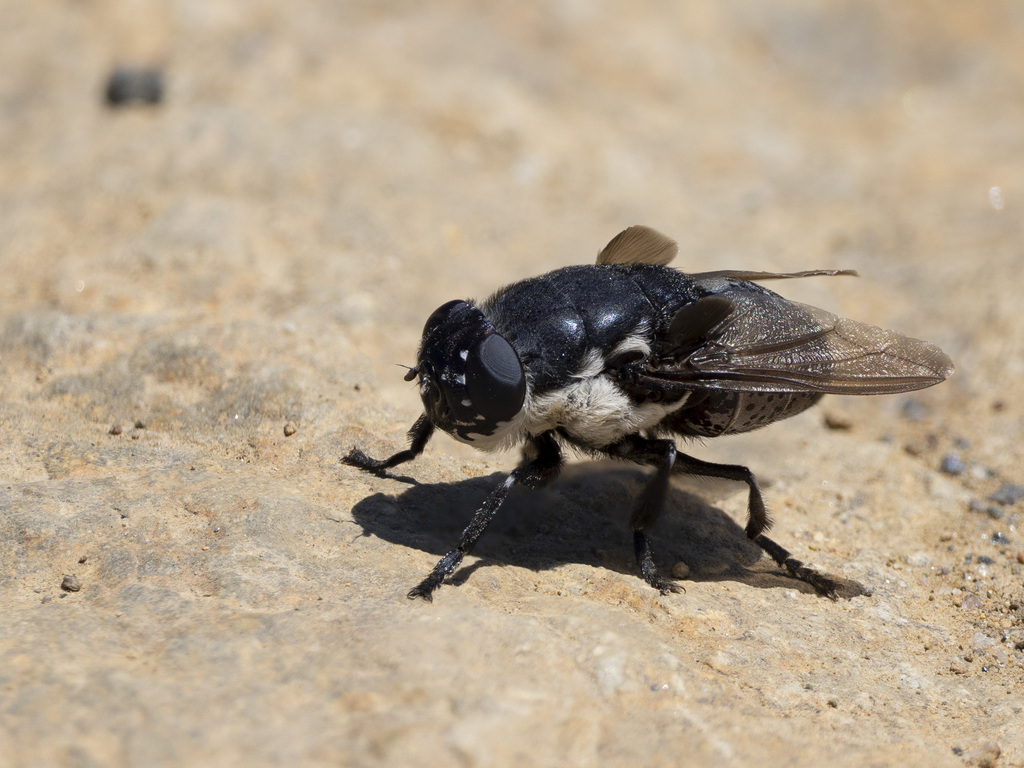 Glire Bot Flies from Rancho Peñasquitos, San Diego, CA, USA on June 27 ...