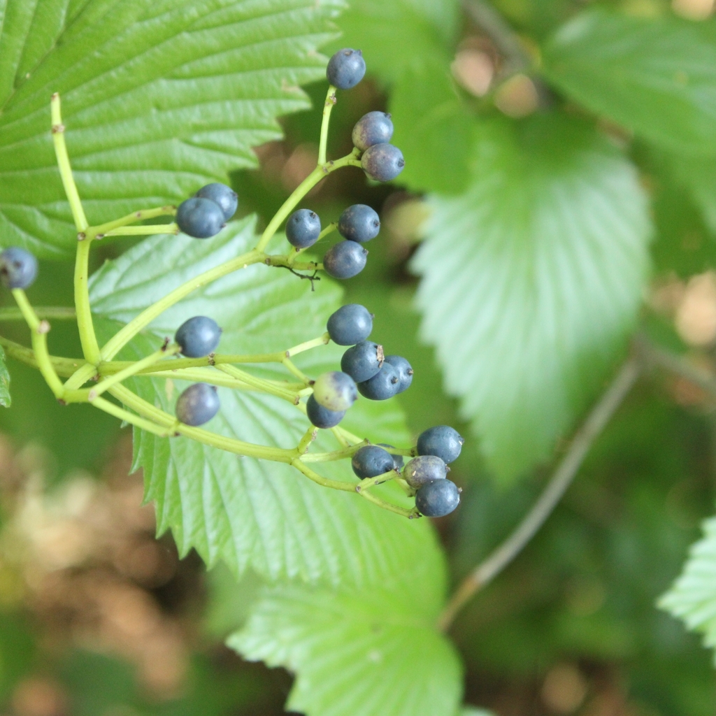 Southern Arrowwood from West Columbia, SC 29169, USA on June 28, 2023 ...