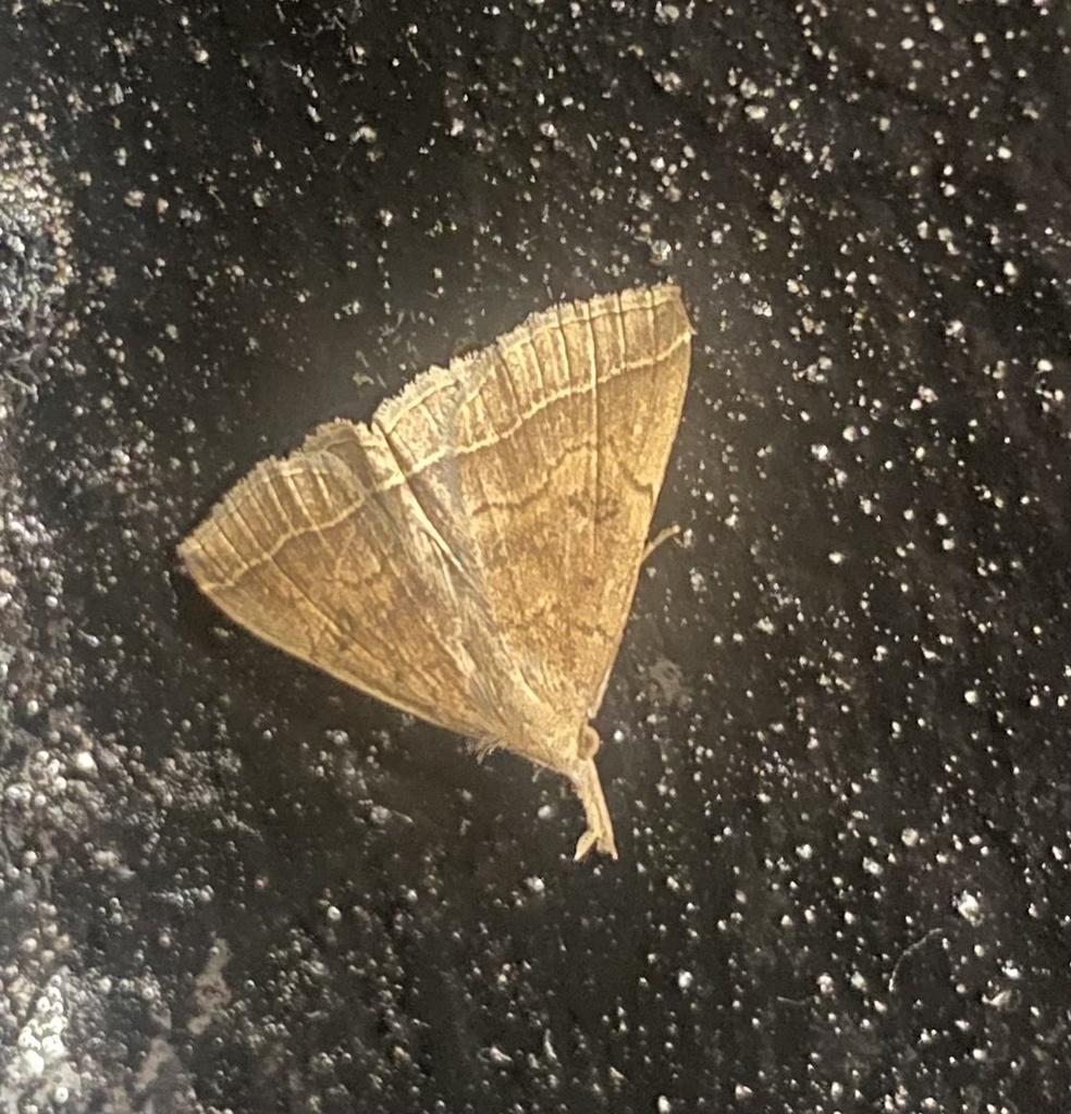 Plumed Fan-foot from Casemates Sq, Gibraltar on June 27, 2023 at 11:00 ...