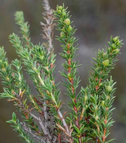 Smooth Daggapit Nenax Acerosa · Inaturalist United Kingdom