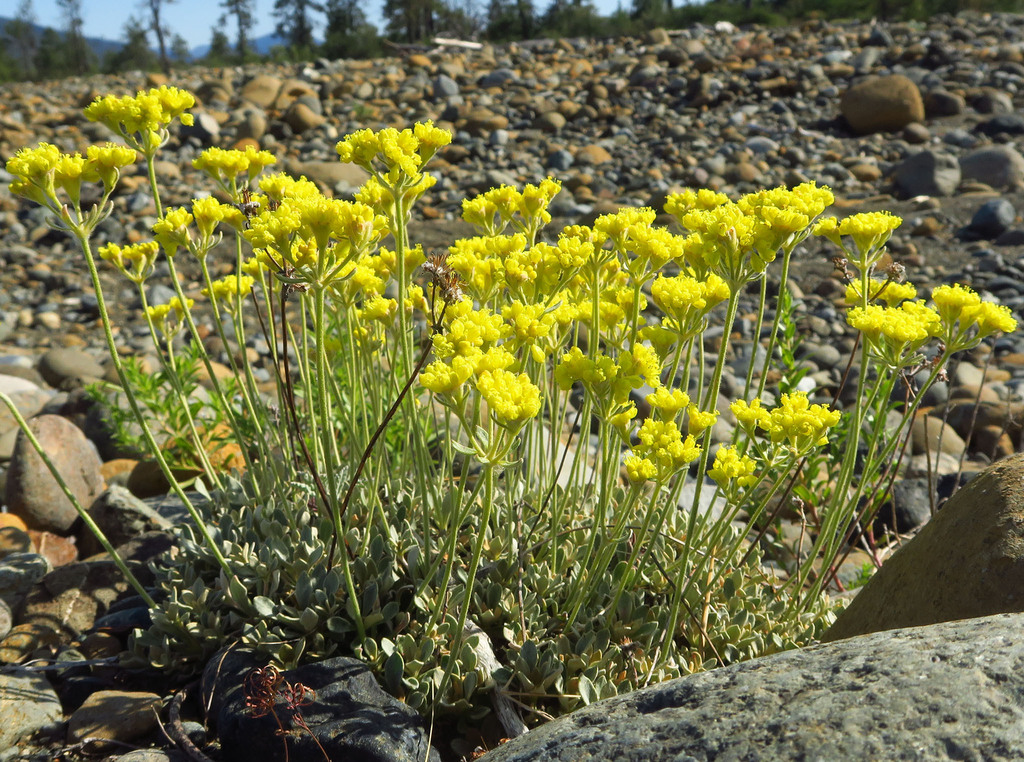 ternate buckwheat from Josephine County, OR, USA on June 23, 2023 at 09 ...