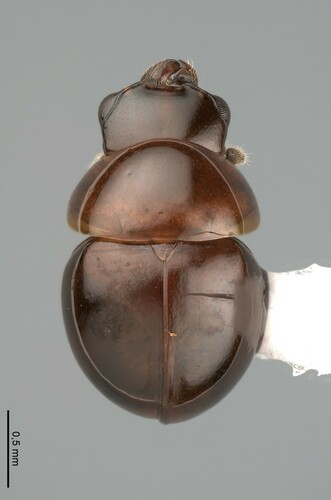 Agathidium aristerium · iNaturalist