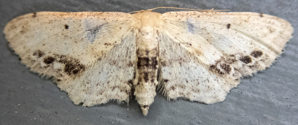 Single-dotted Wave from Shepard Settlement, Onondaga County, NY, USA on ...