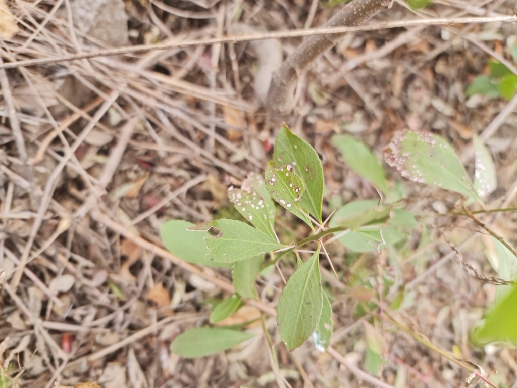 Common Pavetta from Merafong City Local Municipality, South Africa on ...