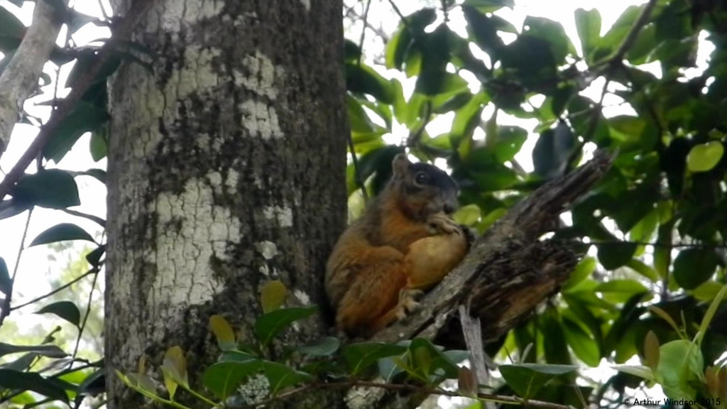 Big Cypress Fox Squirrel from Loop Road Scenic Drive, Big Cypress ...