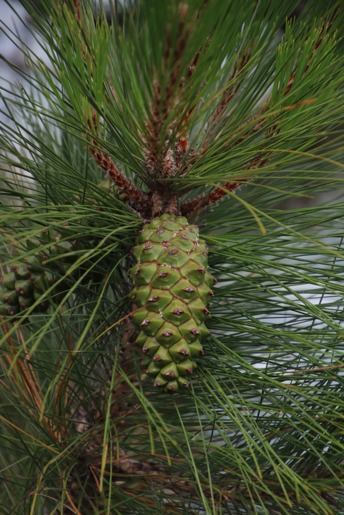 Canary Island pine (Pinus canariensis) - Botanical Realm