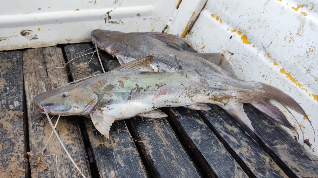 Laulao catfish from Maynas, PE-LO, PE on June 28, 2023 at 08:56 AM by ...