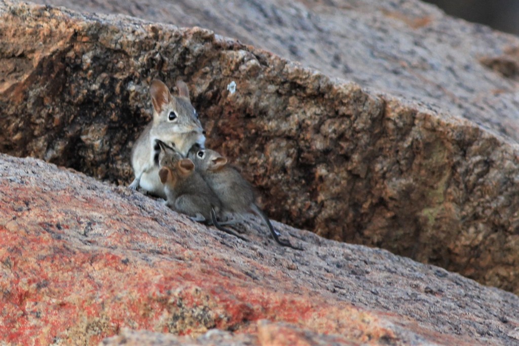 Sengis (Macroscelididae) - Know Your Mammals
